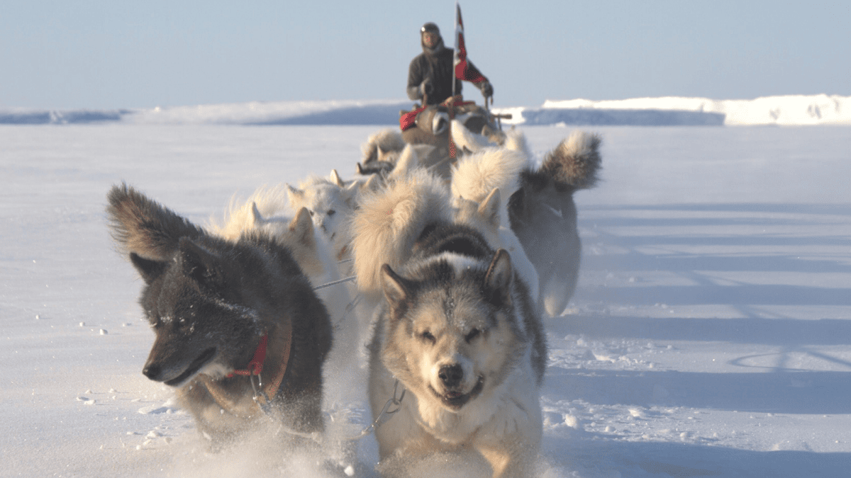 Sirius Dog Sled Patrol: Denmark's Arctic Special Forces